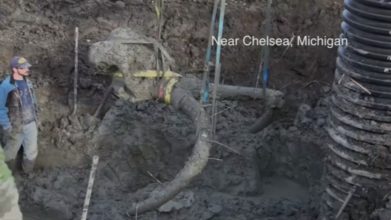Woolly mammoth skeleton dug up by farmer - YouTube