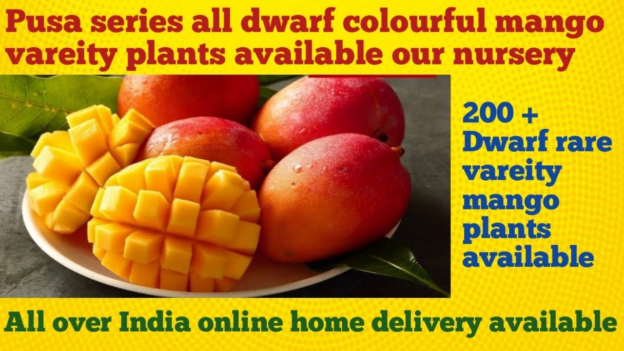 Pusa series all dwarf colourful mango vareity plants available our ...