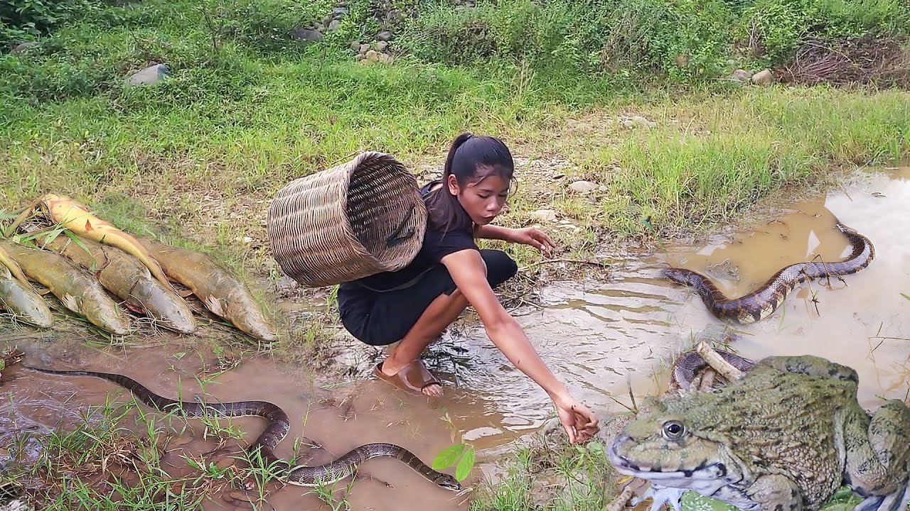 Catch and cook Snake for food, Snake soup tasty and Frog spicy curry so ...