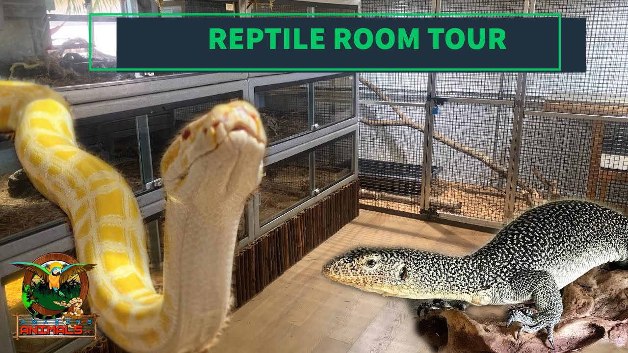 REPTILE ROOM TOUR - YouTube