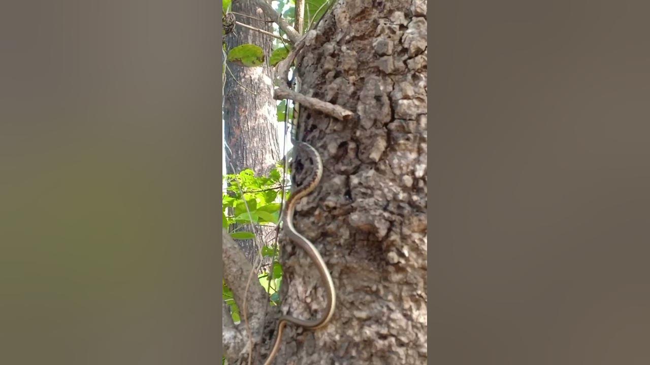 how snake climb on tree | snake climbing on tree | snake climbing | साप ...