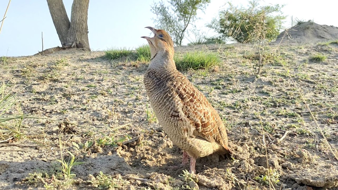 Tetar ki awaaz | Teetar sound | gray francolin teetar sound | teetar ...
