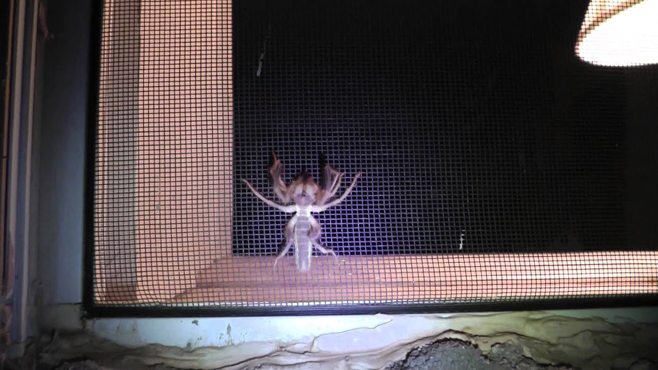 Arizona Camel Spider on my Office Window Screen - YouTube