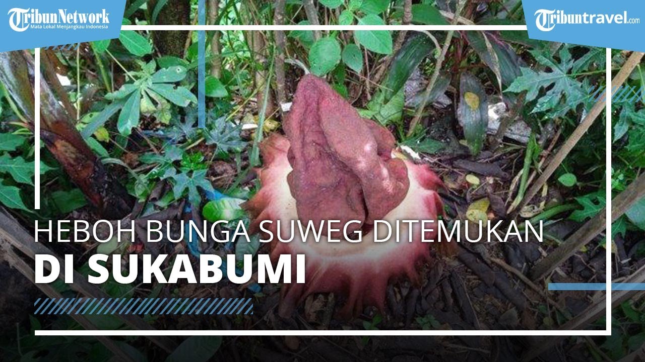 Heboh Bunga Suweg Ditemukan di Pekarangan Rumah Warga Sukabumi, Ramai ...