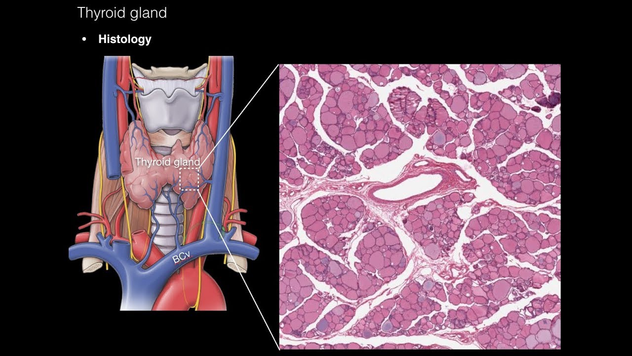 Thyroid and Parathyroid Glands - YouTube