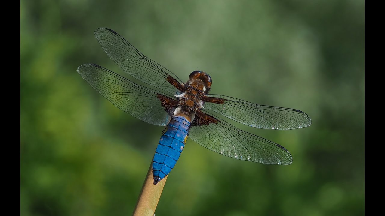 Macro garden insect world - YouTube