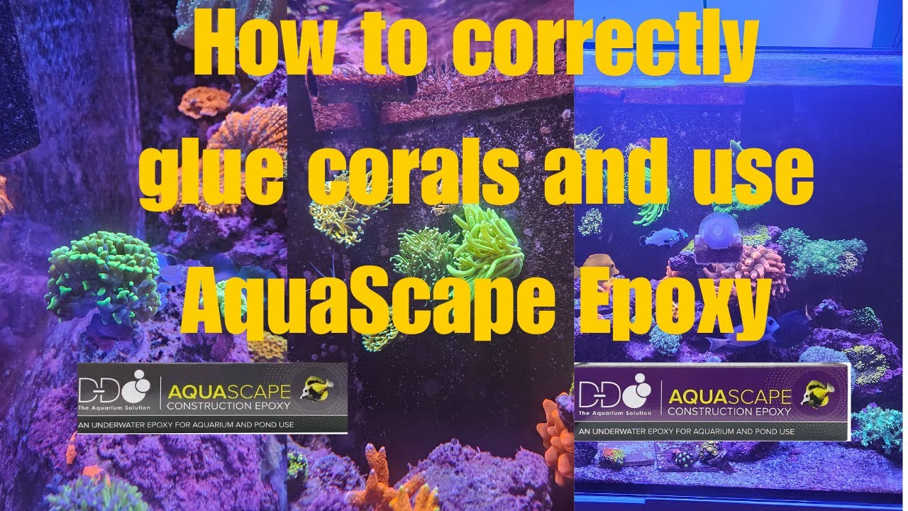Ultimate Guide to Gluing Corals with AquaScape Epoxy - YouTube