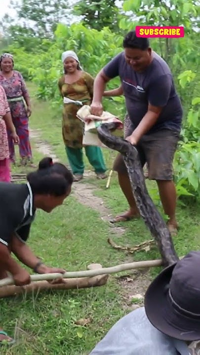 A big Burmese Python catch by local people. #youtubeshorts #trending # ...