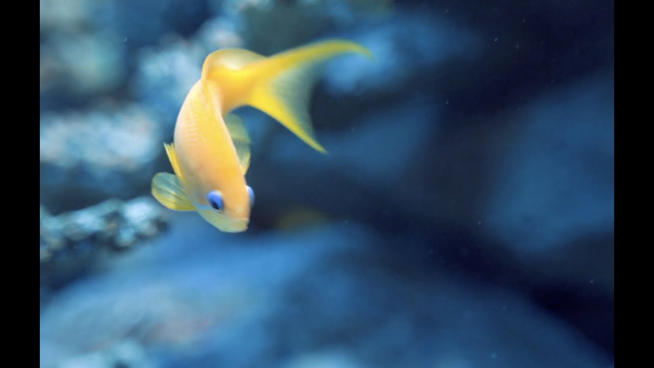 Cute little baby fishes "Yellow Scissor" FISH OF THE DAY - YouTube