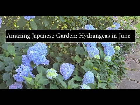 Amazing Japanese Garden: Hydrangeas in June - YouTube