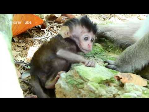 Poorest injured baby monkey falling down and powerless tries going up ...
