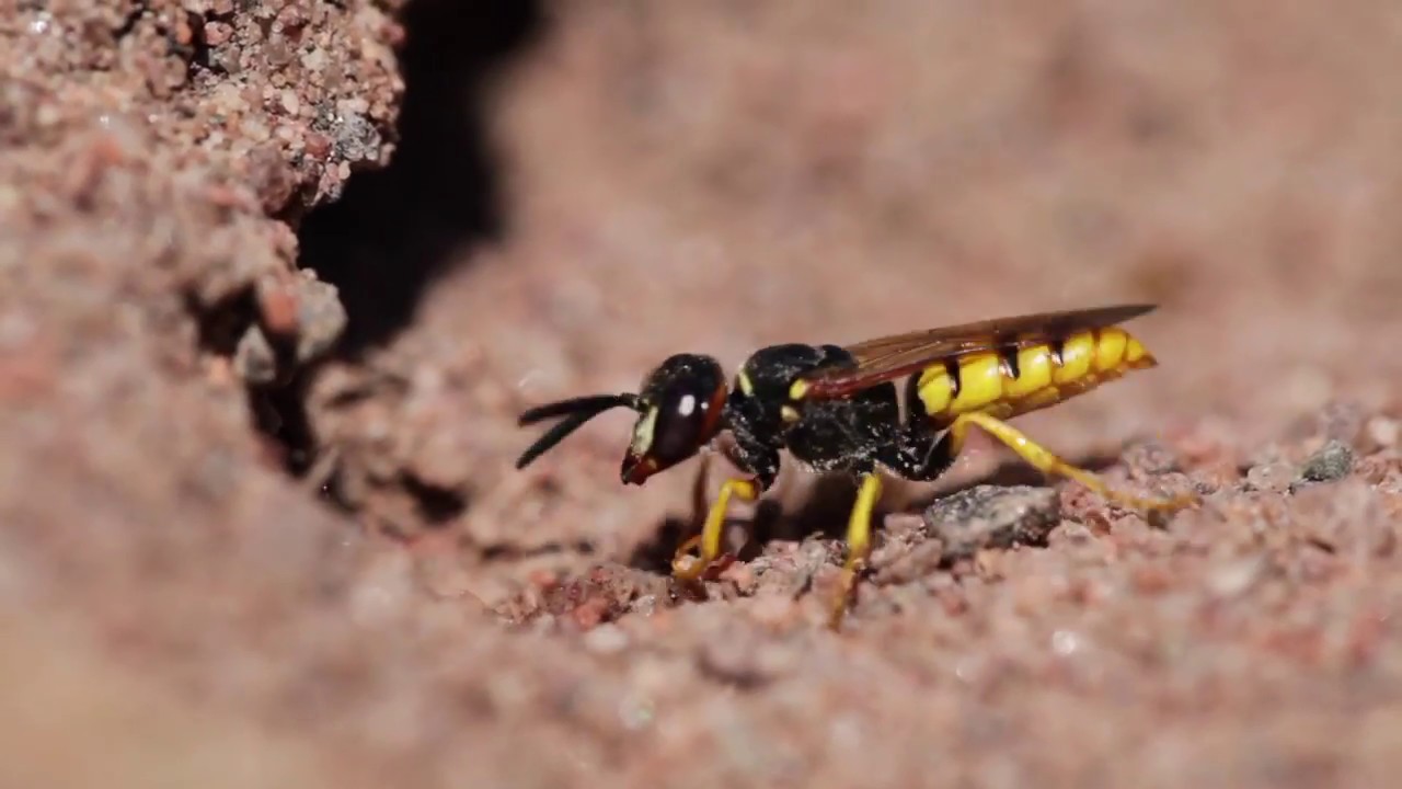 European Beewolf Digging Her Nest Burrow (Philanthus triangulum) 2Of2 ...