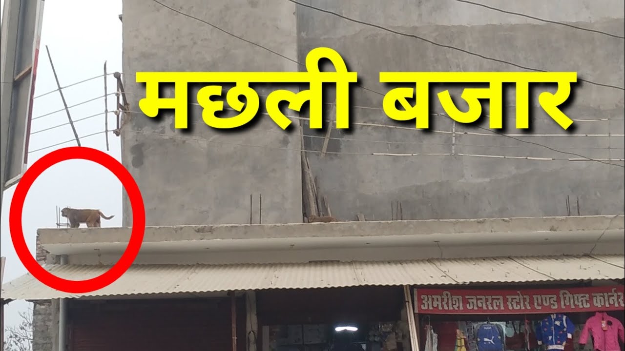 machli bazar मछली बजार मंडी machli bazar - YouTube