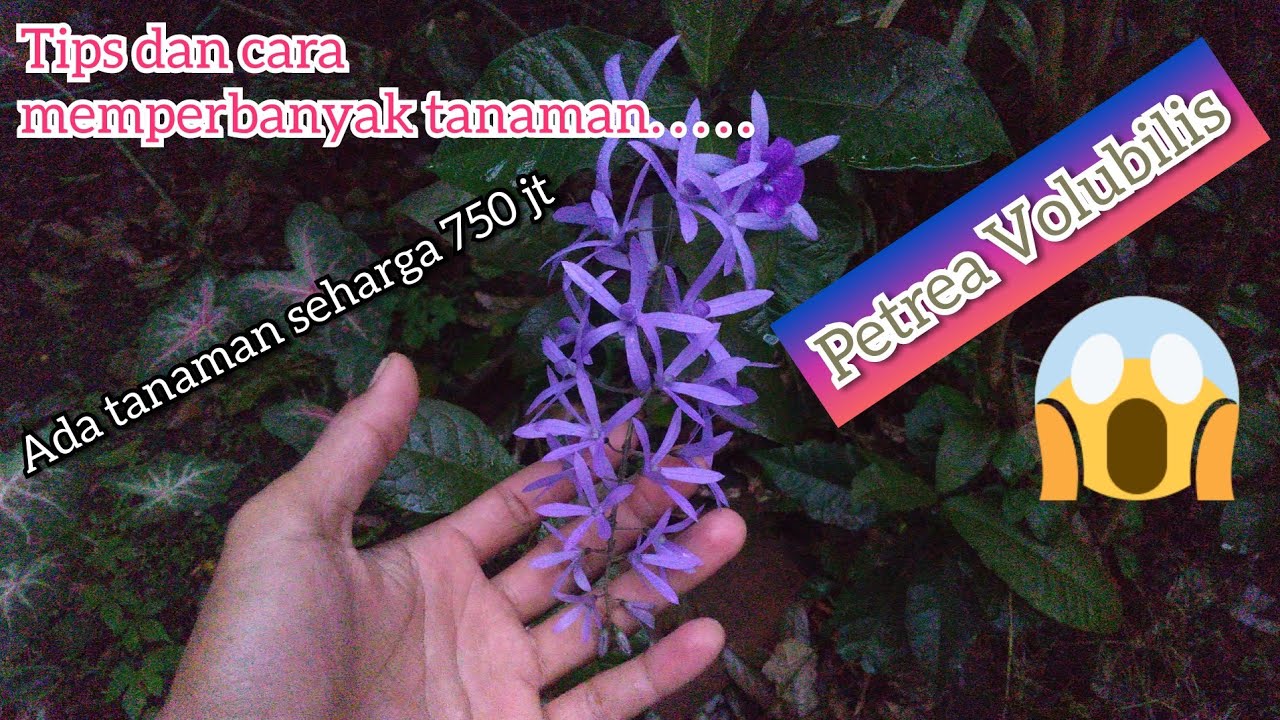 Tips cara memperbanyak tanaman petrea biru dari biji dan stek batang ...