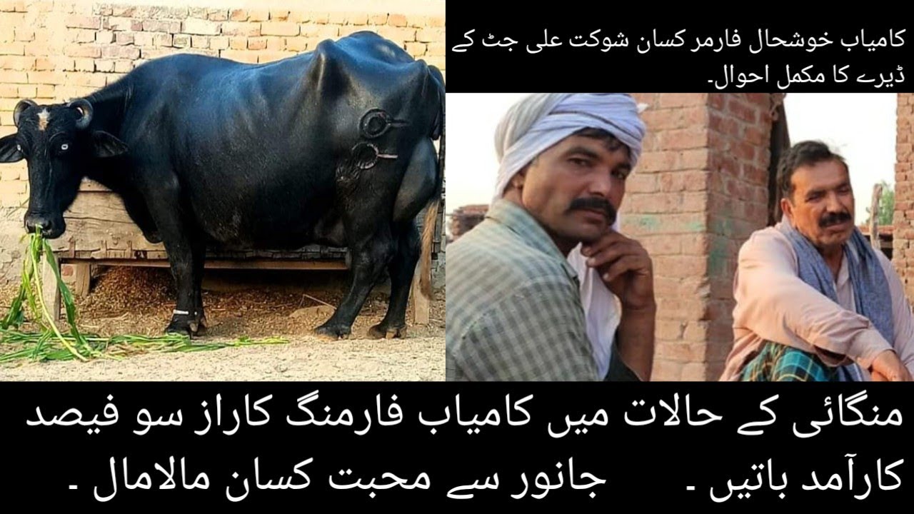 Successful and Famous Farmer Shoukat Ali Jutt, Owner of 100+ Neeli Ravi ...