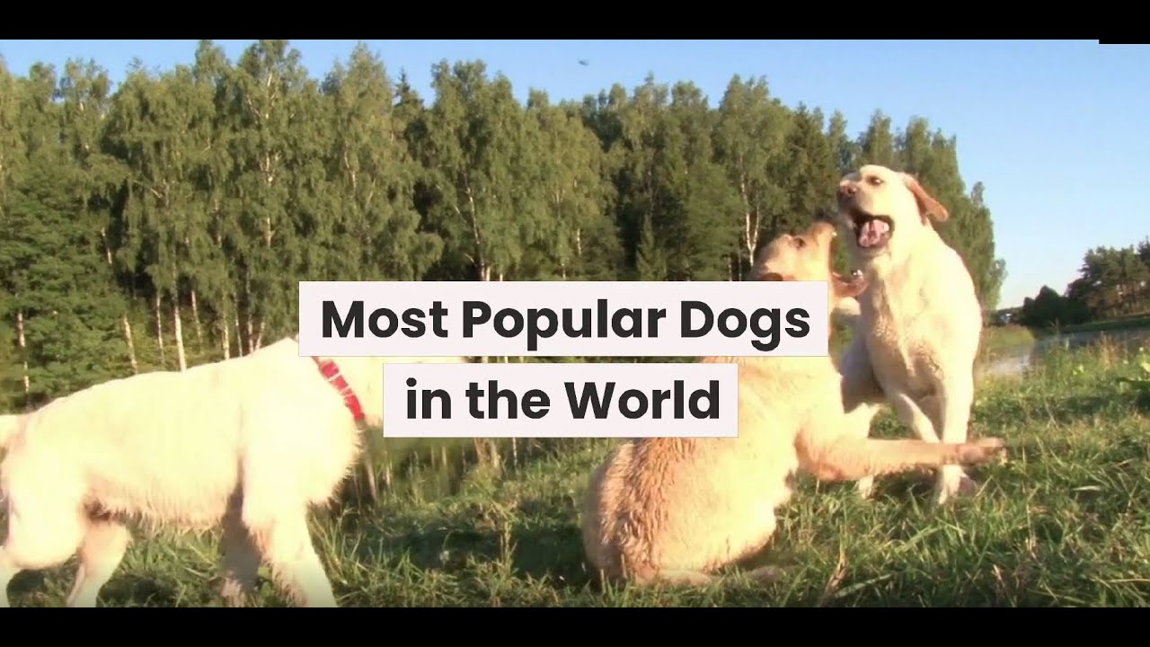 Most Popular Dogs in the World - YouTube