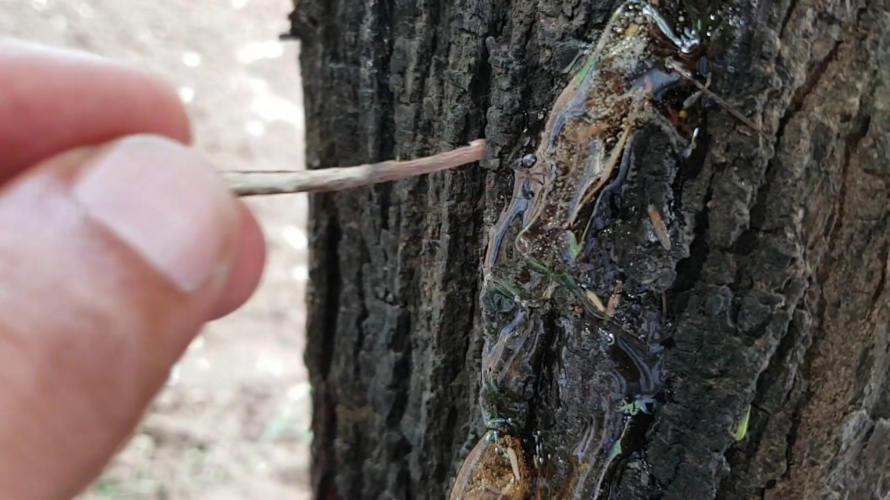 ants lifestyle | black garden ant | where do ants live | ant colony ...