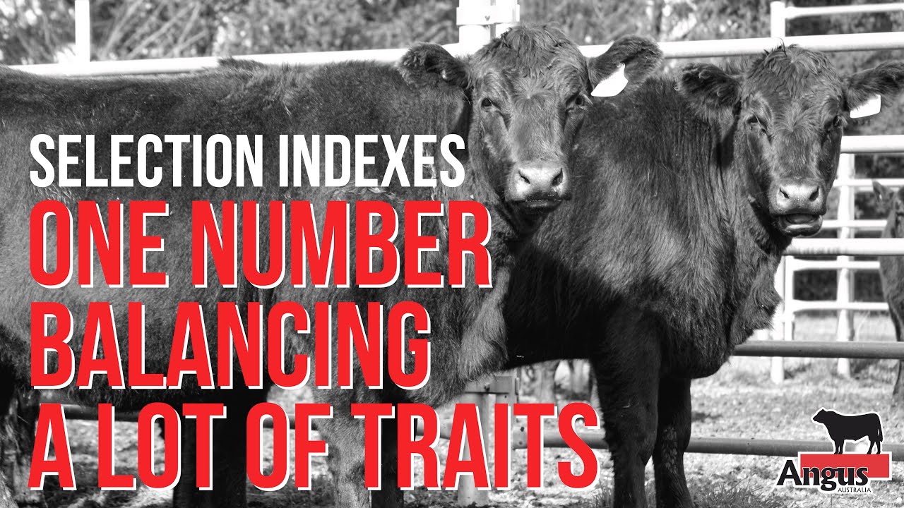 What is a Selection Index? - YouTube