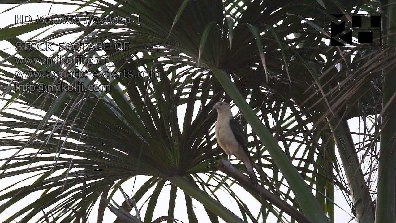 Moriche Palm Aguaje Mauritia flexuosa HD Stock Video Footage 1 - YouTube
