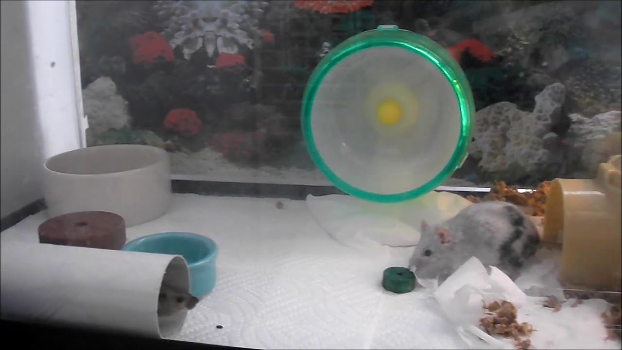 Fancy Mouse and House Mouse Live Together in Peace - YouTube
