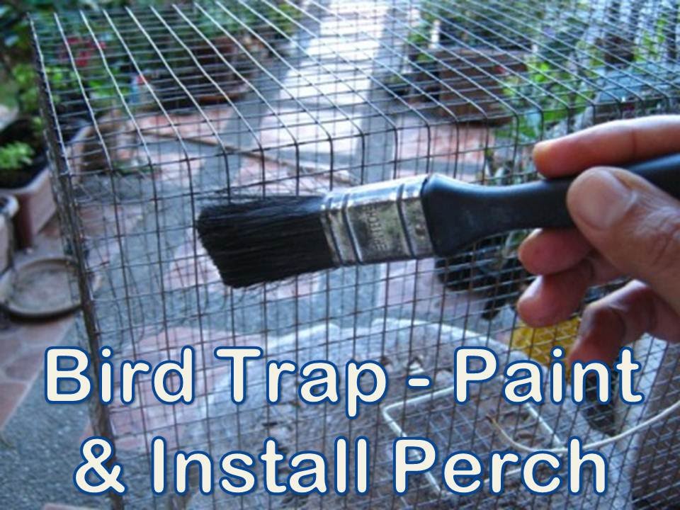 Homemade Bird Trap - Painting the Cage & Installing the Perch - YouTube