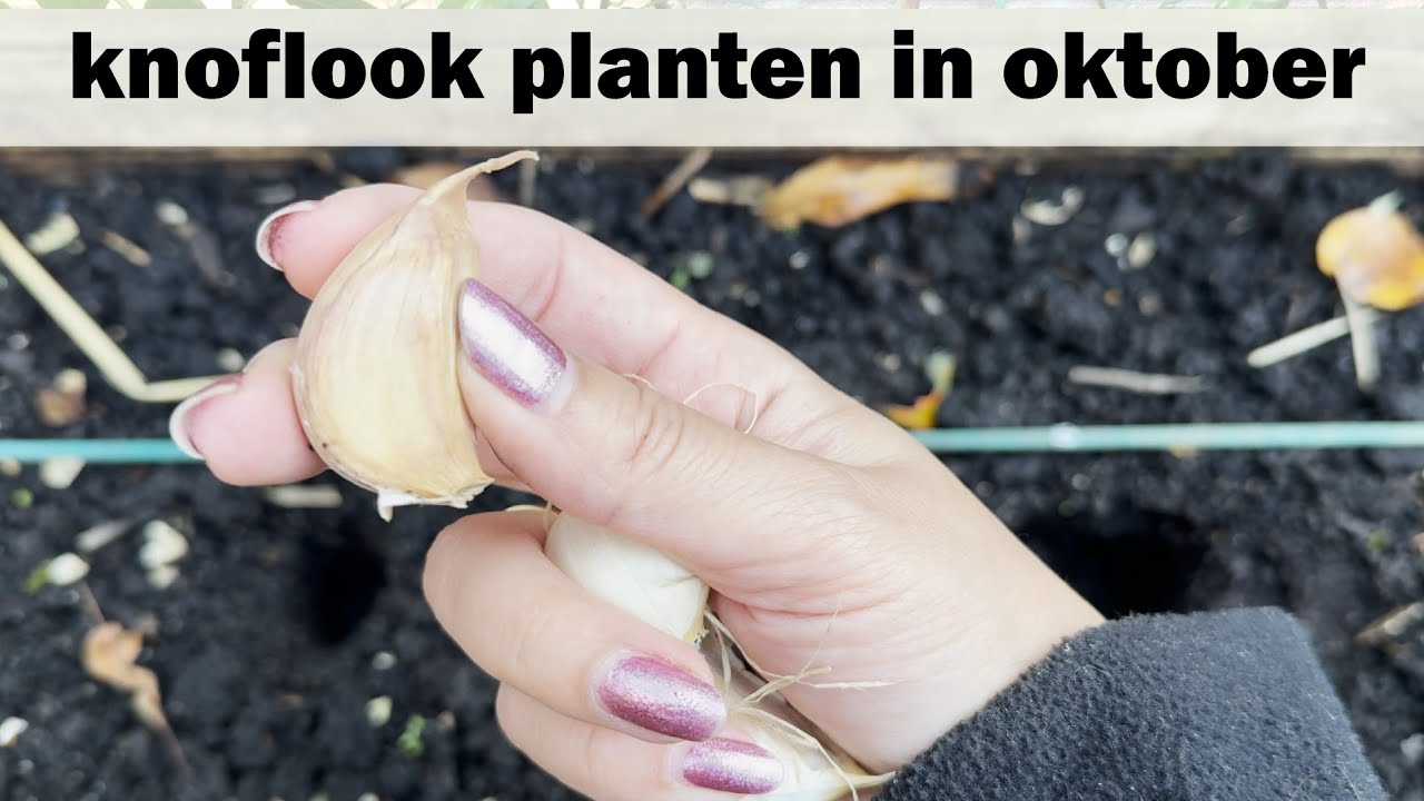 Knoflook planten in de herfst & winter: tuinieren voor beginners ...
