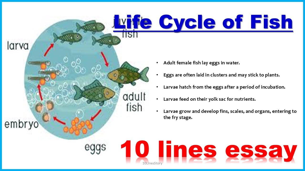 Life Cycle of Fish || 10 lines essay || 10 lines on Fish life Cycle ...