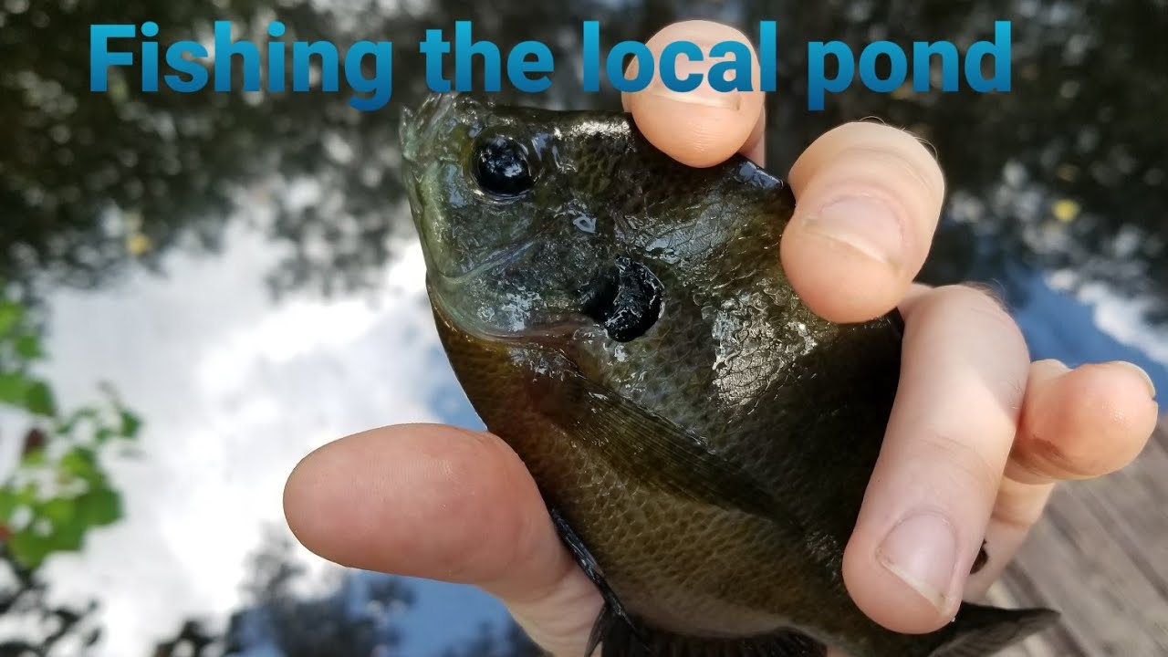 fishing the local pond - YouTube
