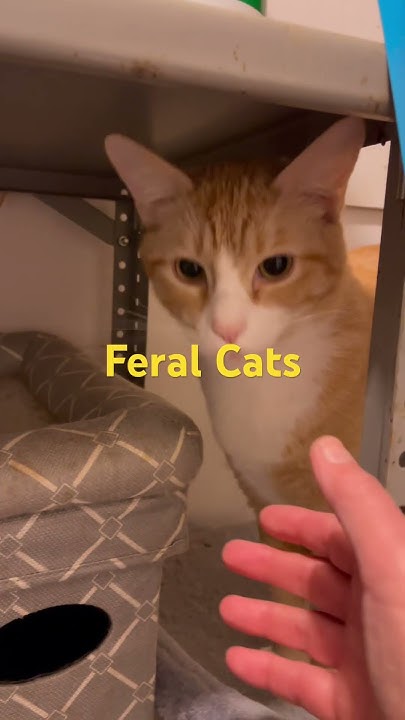 Taming Feral Cats #feralcats - YouTube