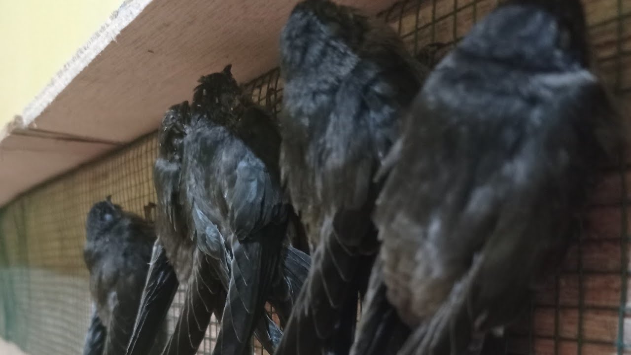 TERNAK WALET, Hasil tetasan mesin.... - YouTube