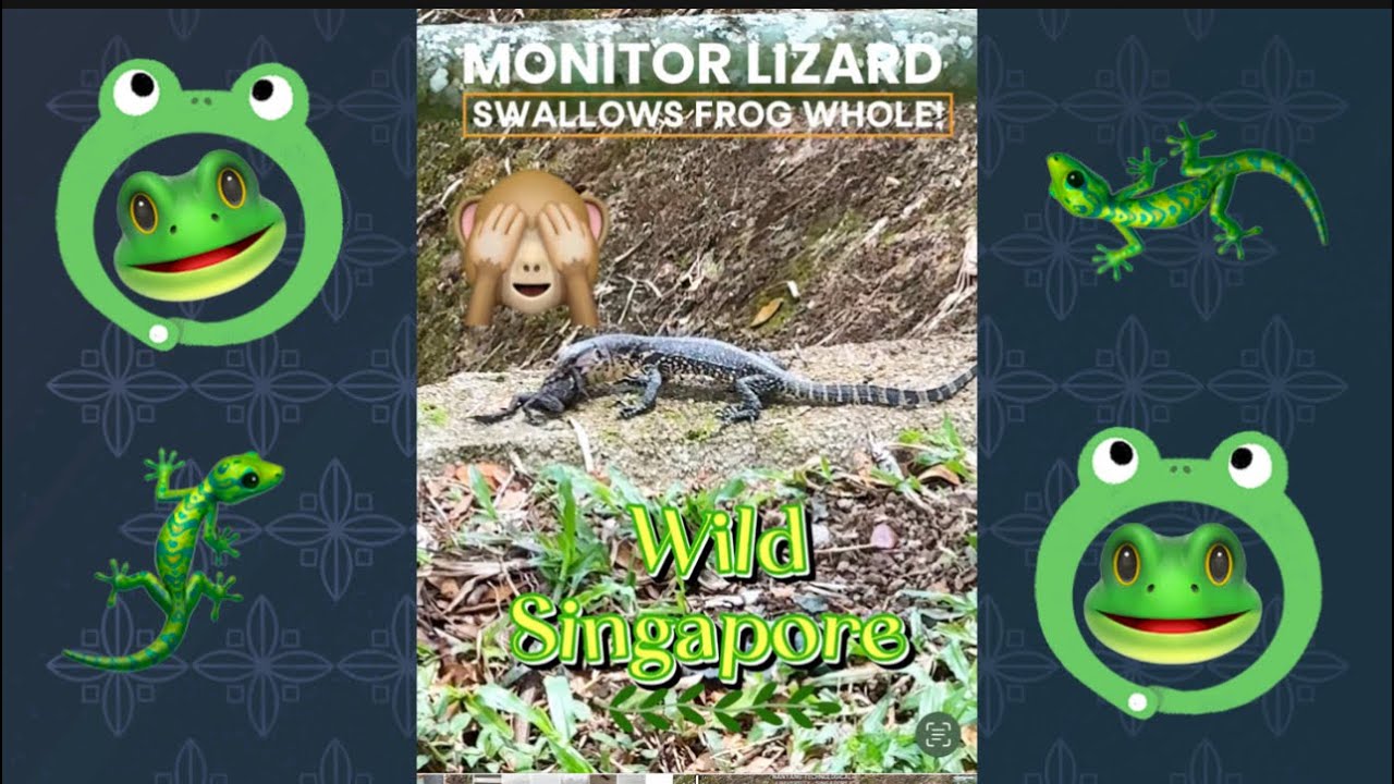 Monitor Lizard Swallows Frog Whole in the Wild - YouTube