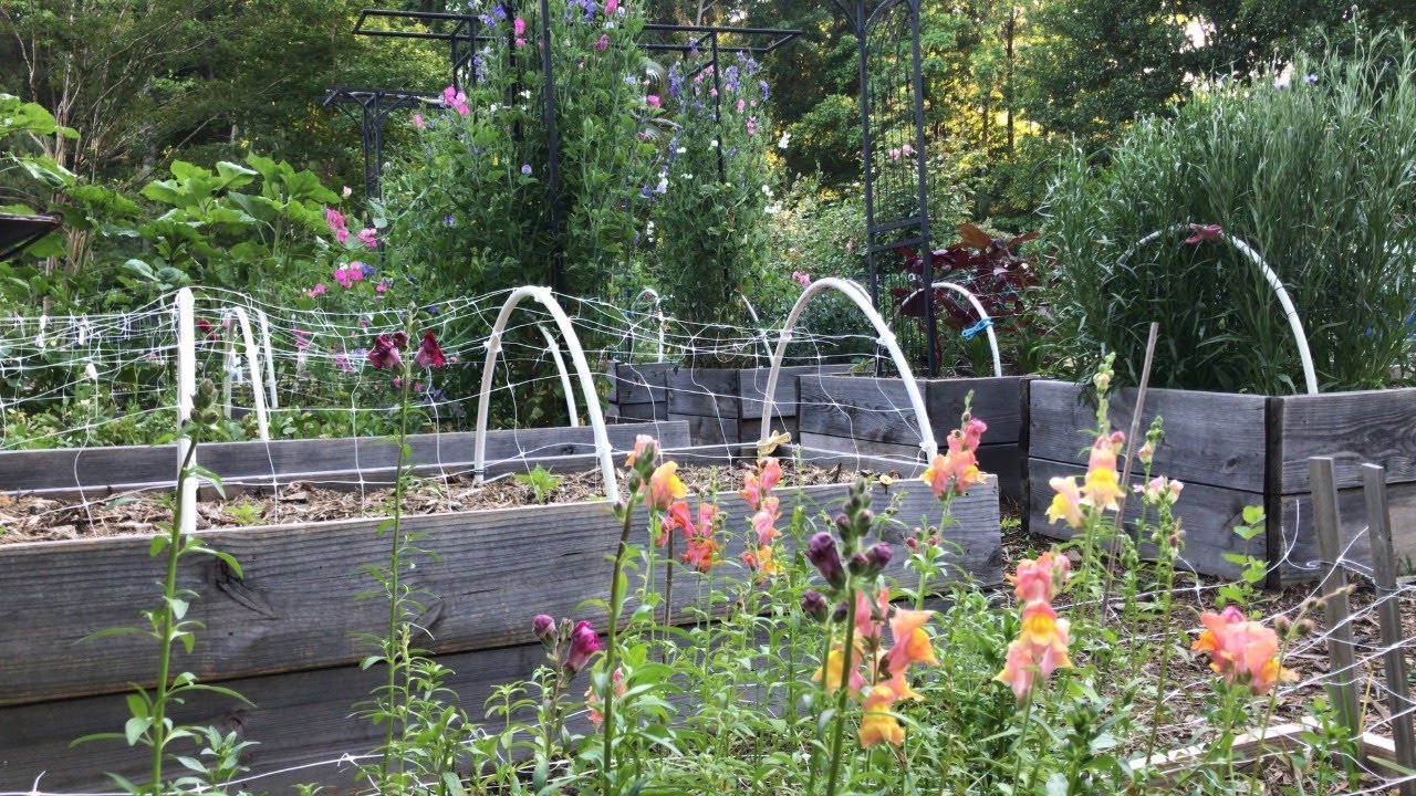 Cut Flower Garden Tour Late May 2021: Carnations, Sunflowers, Dahlias ...