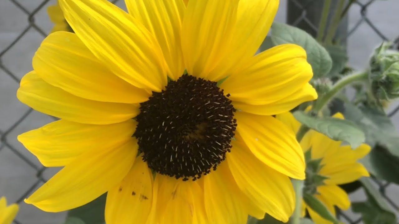close-up look 👀 SUNFLOWER “sunfinity” - YouTube