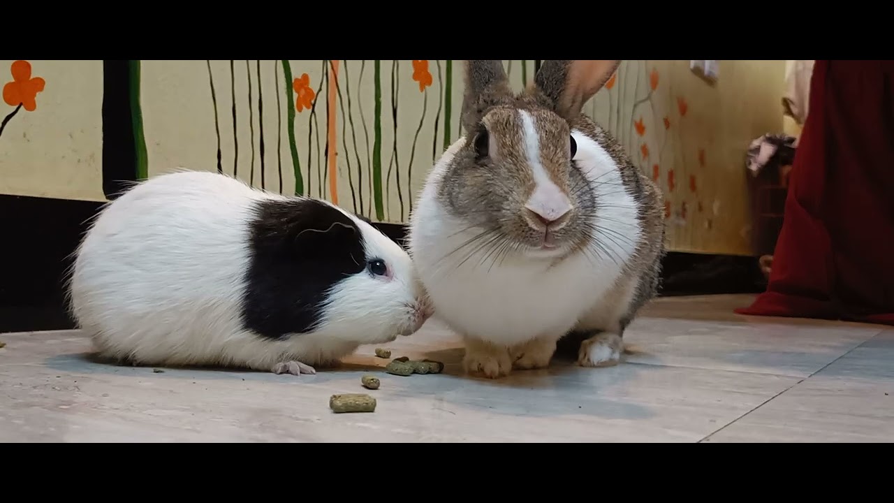 Alex ,Suzie ,Soo_hoo ️ - YouTube