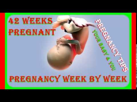 Pregnancy Week by Week / 42 weeks pregnant - YouTube