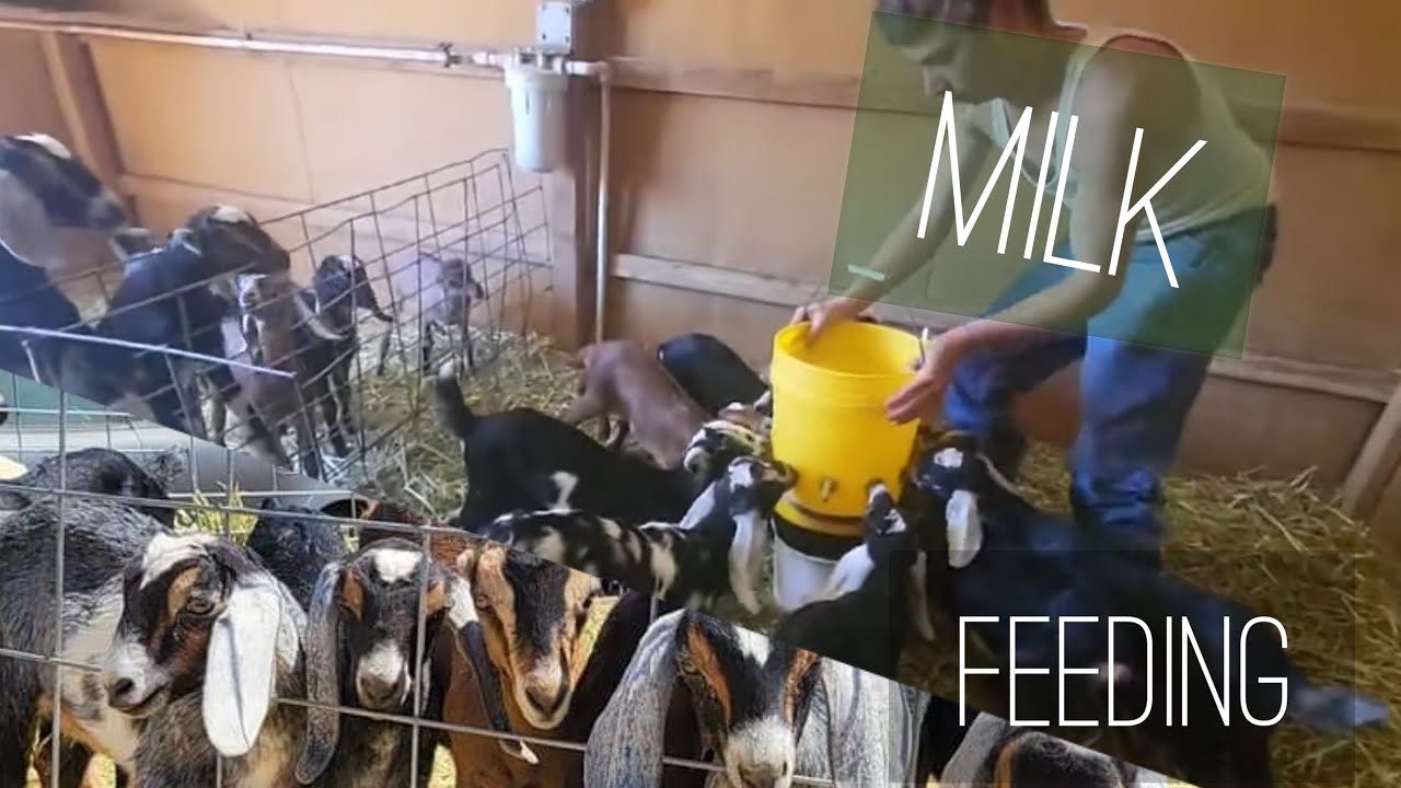 Breeding and Raising Goats - YouTube