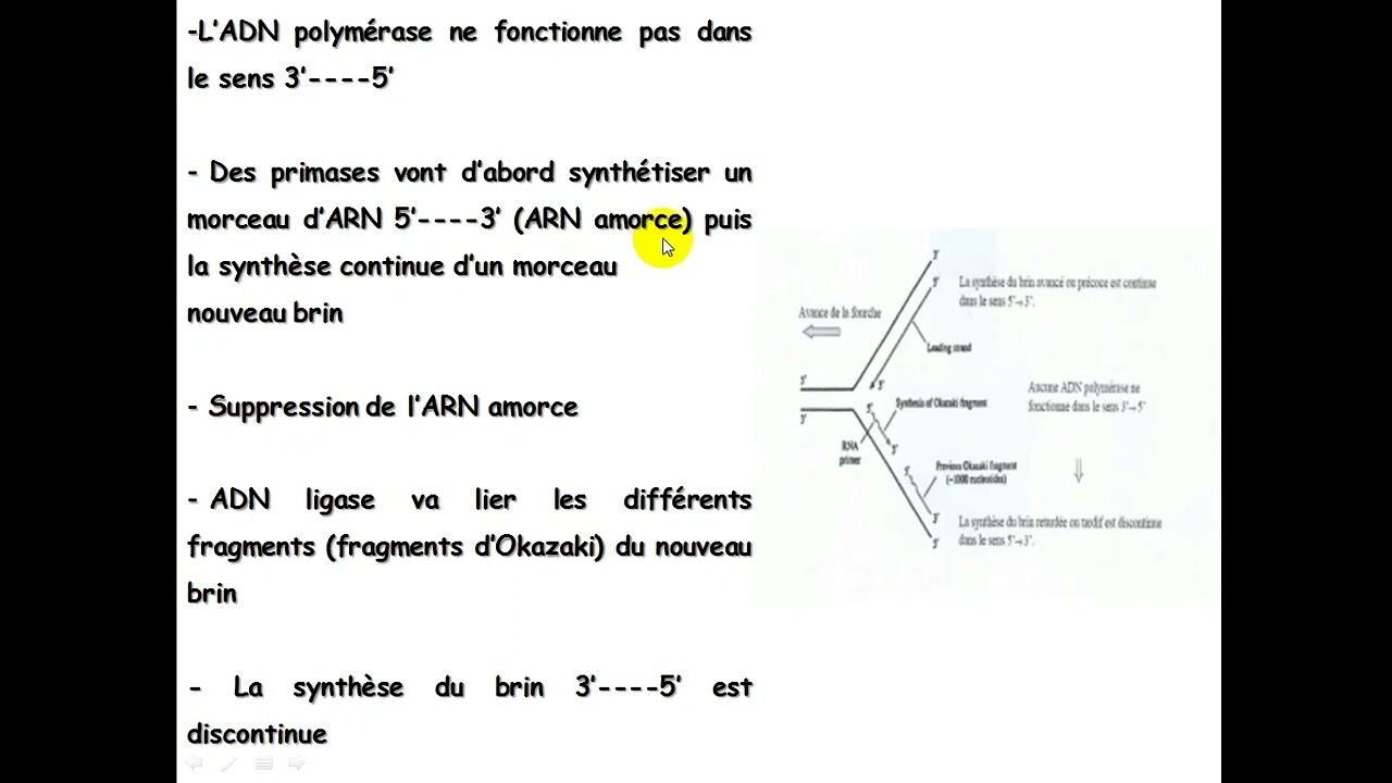 Biologie cellulaire S1 | Duplication de l'ADN 2 | Vidéo 13 (partie 2 ...