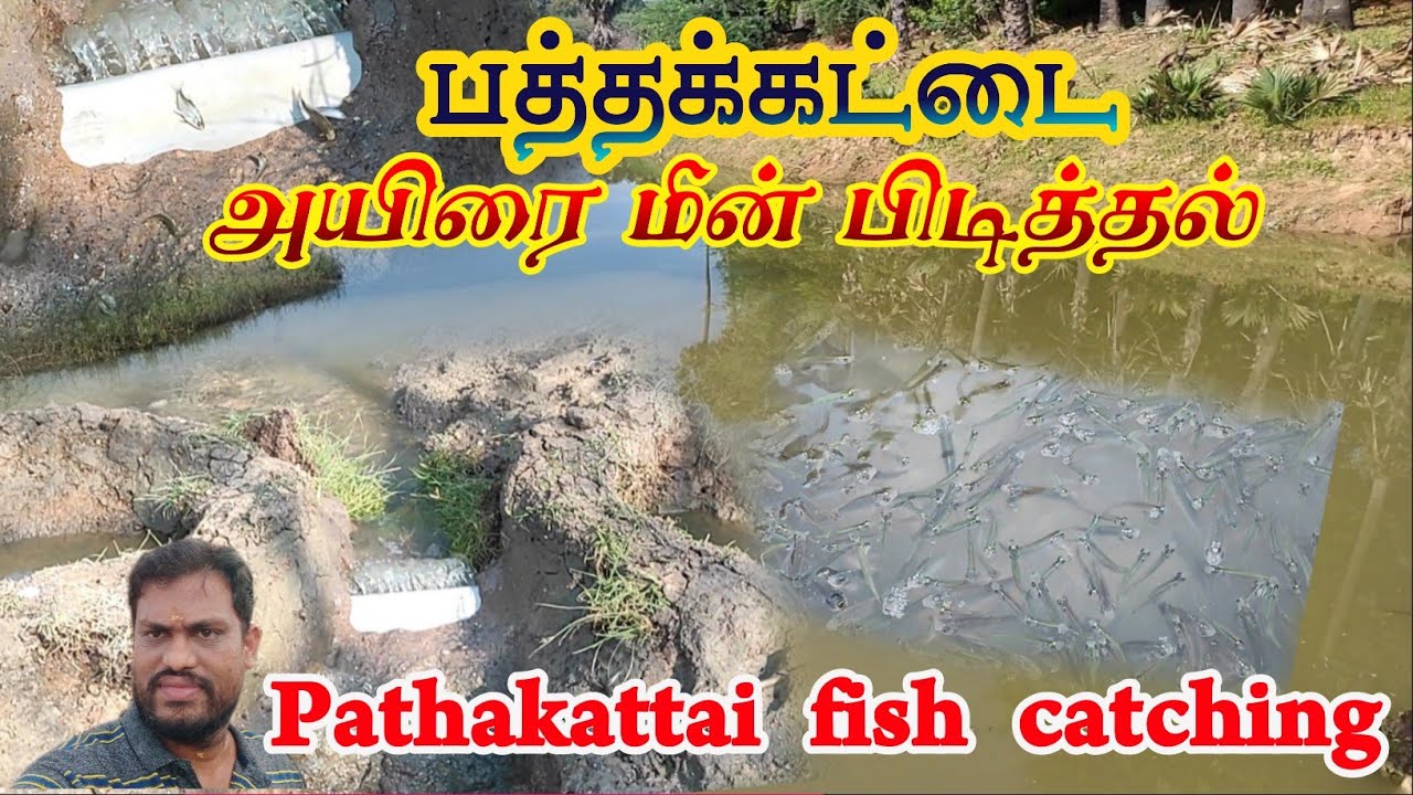 Pathakattai Fish Catching Tamil | Village Cooking Channel | Village ...