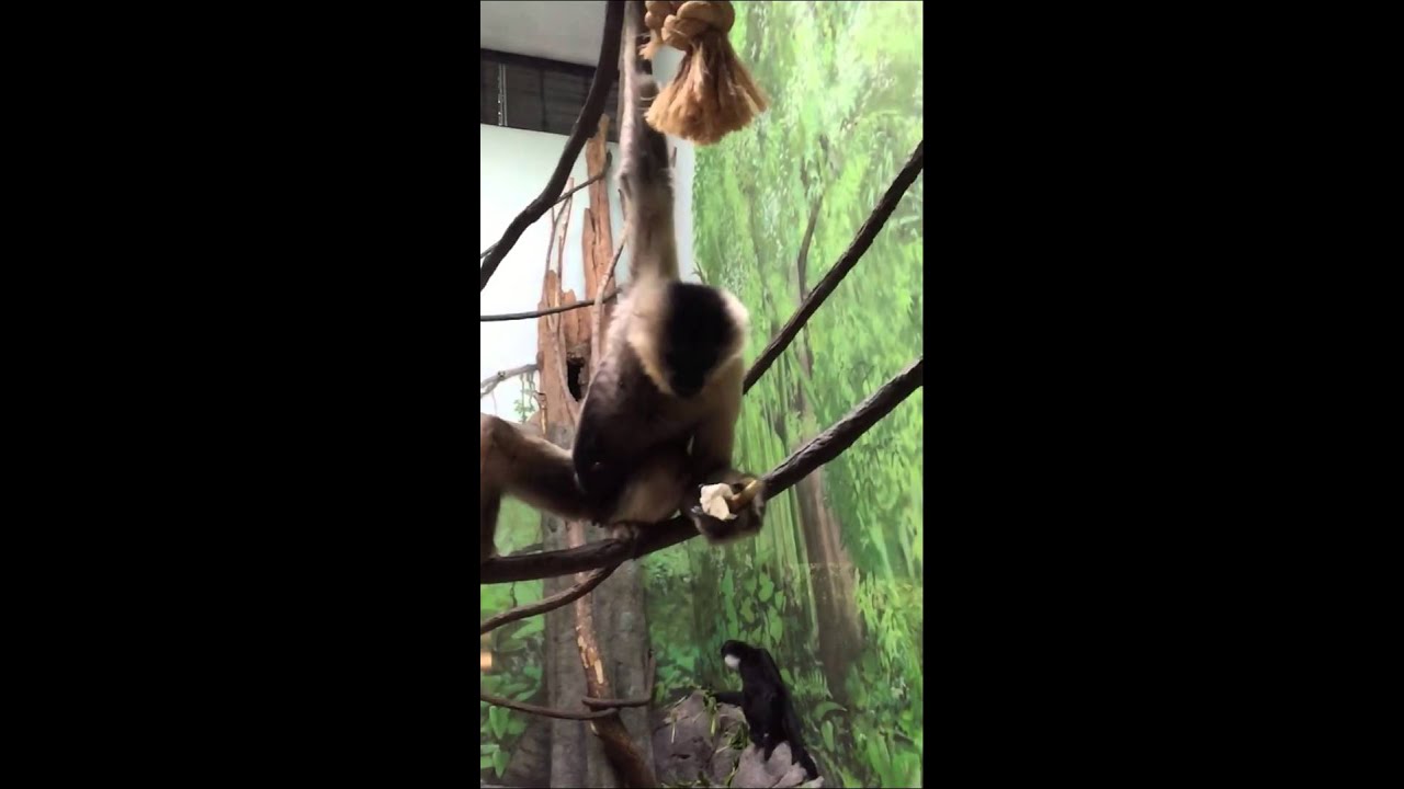 Slow Motion Ape Swinging to me and Offering Food - YouTube
