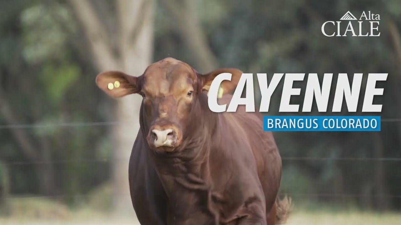 CIALE Alta 💥 𝑻𝑶𝑹𝑶 𝑪𝑨𝒀𝑬𝑵𝑵𝑬 💥 Brangus Colorado - YouTube