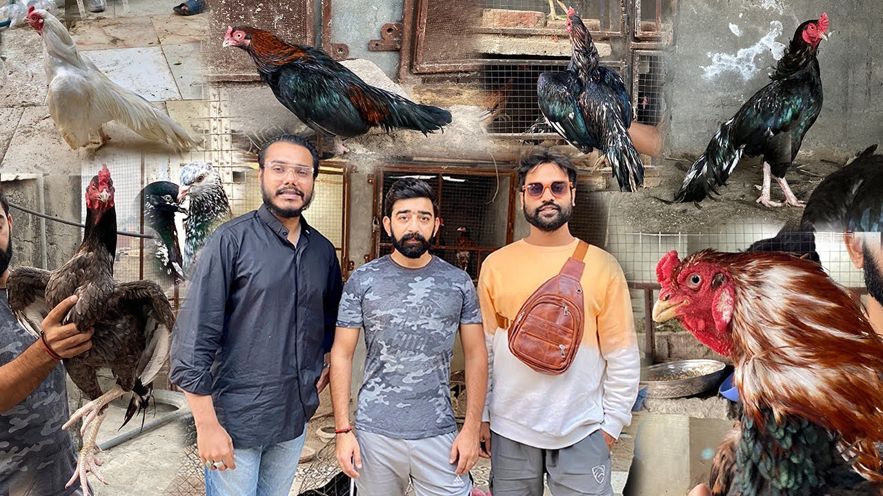 Big Setup Mianwali Aseel Murga| Aseel Murga For Sale in Pakistan ...