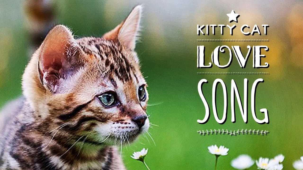 Robert Wimer | “Kitty Cat Love Song” Original by Robert Wimer - YouTube