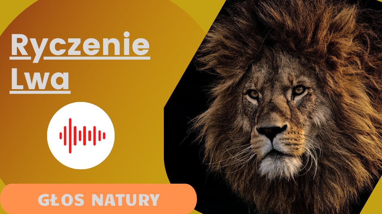 Lew. Ryczenie lwa - odgłosy lwa. Dźwięki jakie wydaje Lew. Jak robi Lew ...