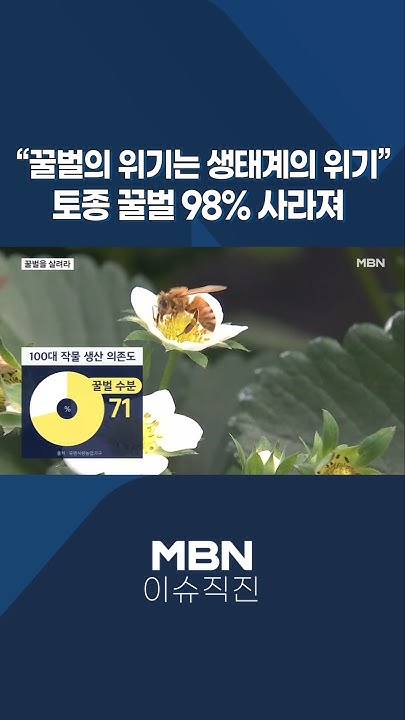 [이슈 직진] "꿀벌의 위기는 생태계의 위기"...토종 꿀벌 98% 사라져 #shorts #뉴스7 | MBN 250519 방송 - YouTube