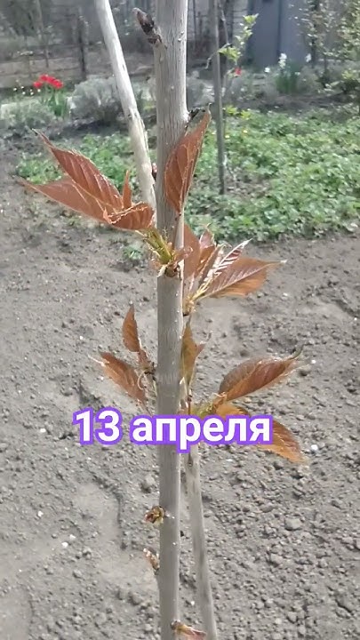 Сакура Канзан #сакура #сакуравсаду #садовод #садовірослини #дерева # ...