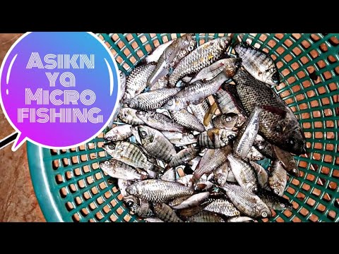 Asyiknya Memancing Microfishing Gaiss‼️ - YouTube