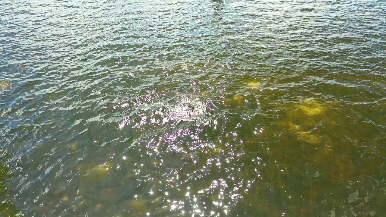 Snook eating a Greenback - YouTube