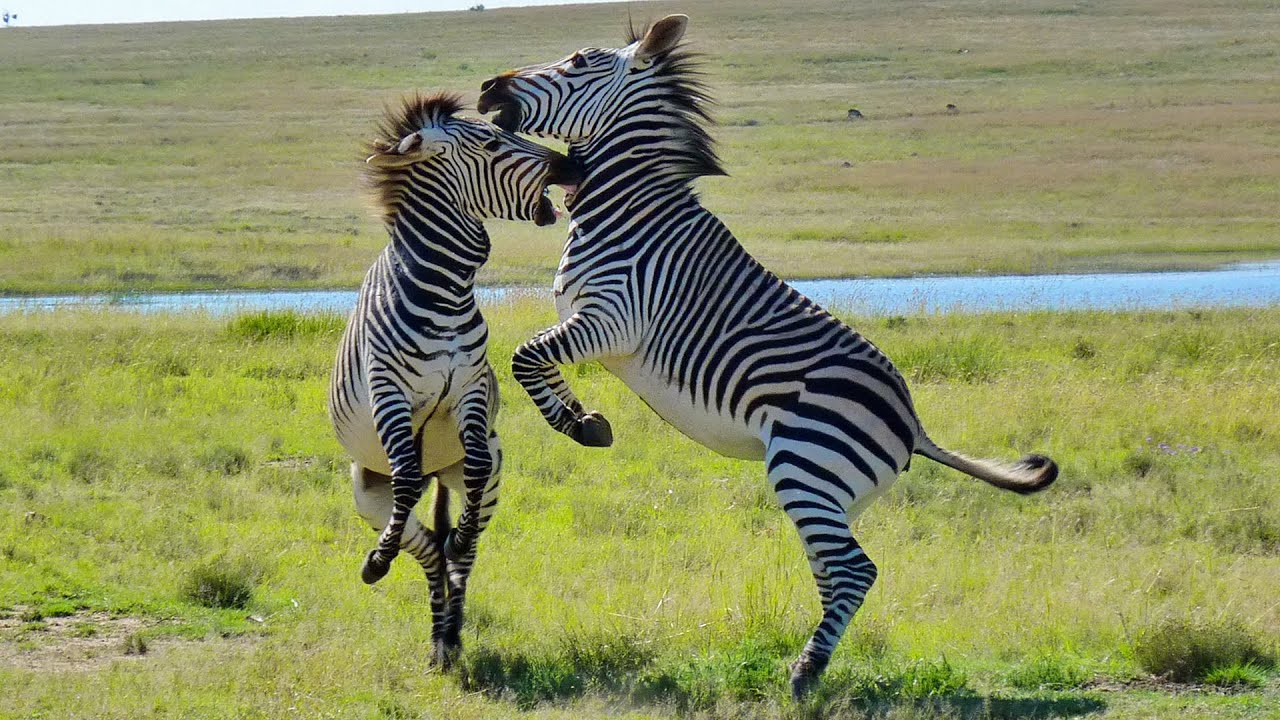 Zebra Videos Collection I Biggest Zebra in the World I Cute Baby Zebra ...