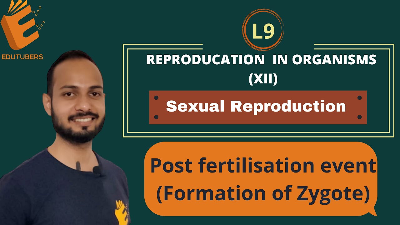 L9 : Reproduction In Organisms Class 12 | Post-fertilisation event ...