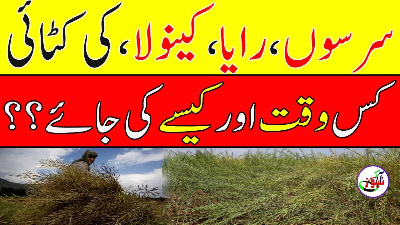 sarson ki katai kab krn? Canola harvesting time and method Harvest care ...